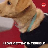 Puppies-critique-famous-movie-dogs GIFs - Get the best GIF on GIPHY