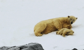 Polar Bear GIFs - Find & Share on GIPHY