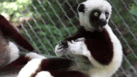 Lemur Eyes Gif