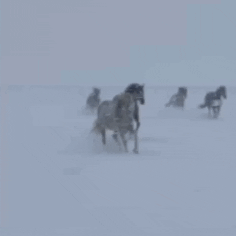 Horse Power GIFs - Get the best GIF on GIPHY