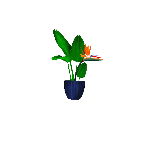 Flower Growing Gif