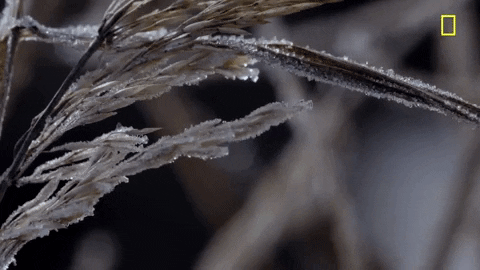 Hostile Planet: Grasslands by National Geographic TV | GIPHY