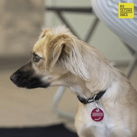 Dog Barking GIF by 60 Second Docs - Find & Share on GIPHY
