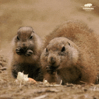 Prairie Dogs Hugging
