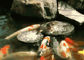 Feeding-fish-s GIFs - Get the best GIF on GIPHY