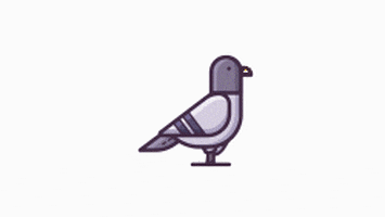 White Winged Dove GIFs - Get the best GIF on GIPHY