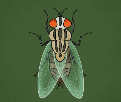 Bugeyes GIFs - Get the best GIF on GIPHY