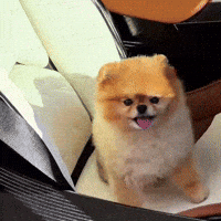 Happy Dog Gif