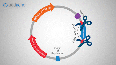 Addgene GIF - Find & Share on GIPHY