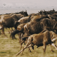 Wildebeest Stampede Gif