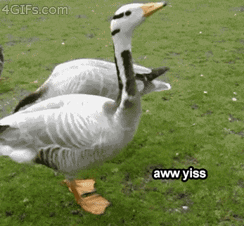 Aww Yiss GIFs - Find & Share on GIPHY