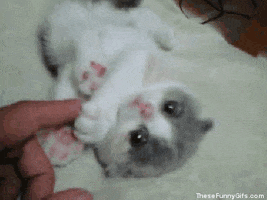 Cat Saying Hello GIFs - Find & Share on GIPHY