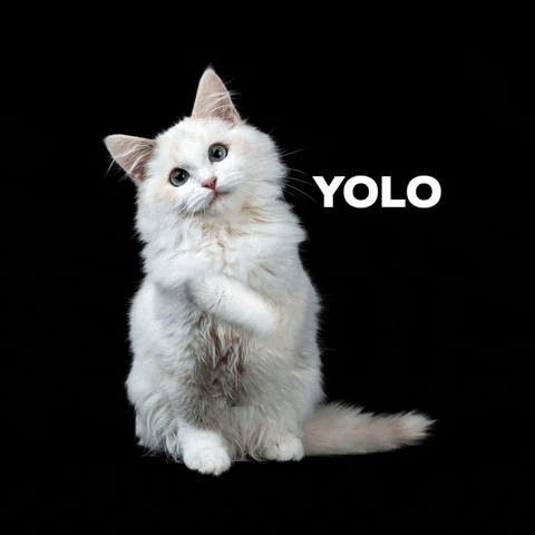 Yolo Cat GIFs - Find & Share on GIPHY