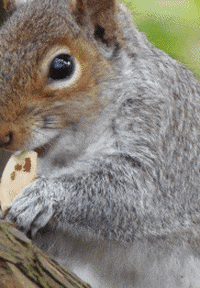 Japanese Flying Squirrel Gif