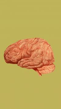 Animated Brain Gif Clipart Best