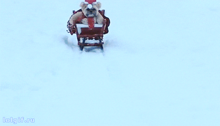 Snow Dog GIFs - Get the best GIF on GIPHY