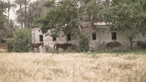 National Museum Of Egyptian Civilization GIFs - Get the best GIF on GIPHY