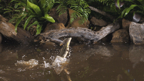 Lizard Running On Water Gif