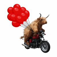 Happy Birthday @RGR - General Chat - Aussie Arcade