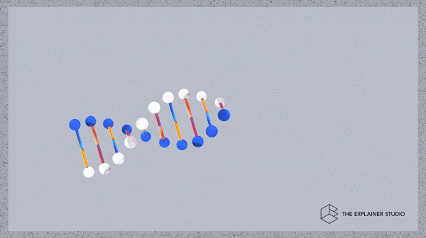Double Helix Animation GIF by The Explainer Studio - Find & Share on GIPHY