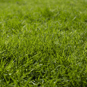 Green Grass GIFs - Find & Share on GIPHY