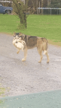 Dog Walking Away Gif