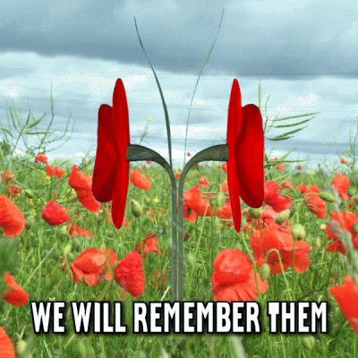 Memorial Day Poppies GIF - Find & Share on GIPHY