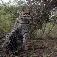 Ocelot Kitten Gif