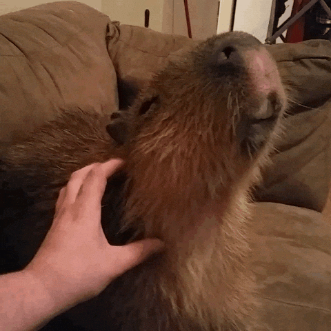 Dancing Capybara GIFs - Find & Share on GIPHY