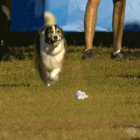 Dogs Running Gif