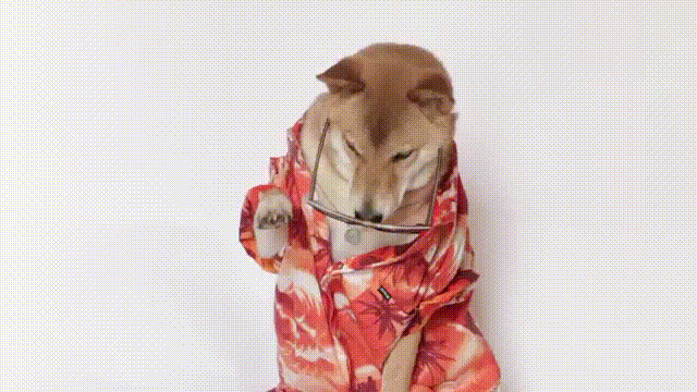 Dog-memes GIFs - Get the best GIF on GIPHY