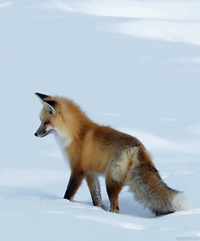 Flaying Fox GIFs - Find & Share on GIPHY