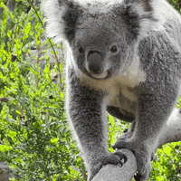 Koala Leg Gif