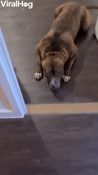 Guilty Dog Gif