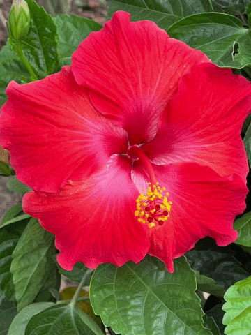 Sparkling-hibiscus GIFs - Get the best GIF on GIPHY
