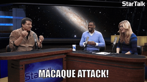 Macaque Attack GIFs - Get the best GIF on GIPHY
