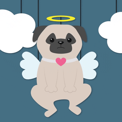 Pug Cupid GIFs - Get the best GIF on GIPHY