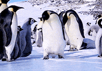 Penguin Falling Gif