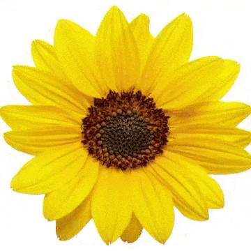 Dancingsunflower GIFs - Get the best GIF on GIPHY