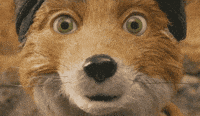 Fantastic Mr Fox Gif