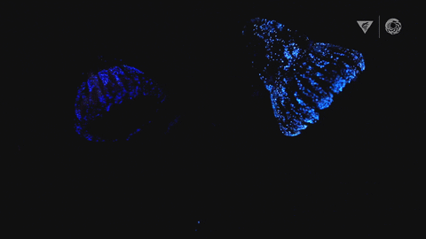 Glow Marine Life GIF by Monterey Bay Aquarium - Find & Share on GIPHY