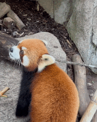 Red Panda Surprised Gif