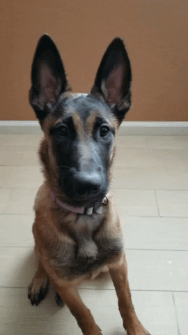 Belgian-shepherd-dog-malinois GIFs - Get the best GIF on GIPHY