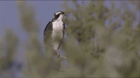 Birds Osprey GIF by U.S. Fish and Wildlife Service - Find & Share on GIPHY