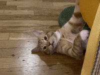 Cat Wink Animated Gif