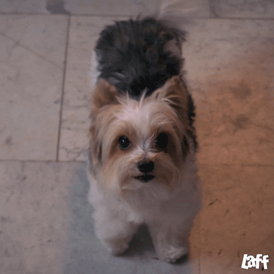 Dog sitting GIFs - Find & Share on GIPHY