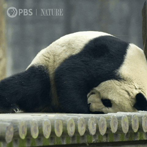 Panda Fall GIFs - Get the best GIF on GIPHY