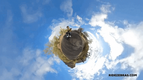 Zebra GIFs on GIPHY - Be Animated