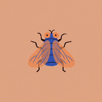 Fly Bug Animated Gif