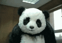 Panda Smashing Computer Gif